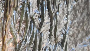 These tiny fish climb waterfall cliffs for 10 hours | Popular Science