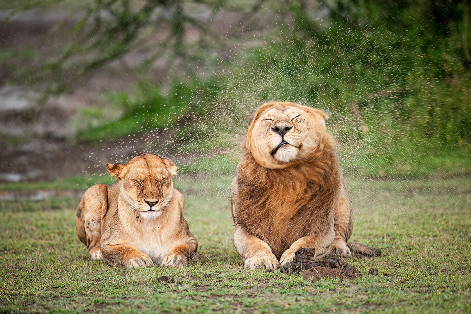 18 silly finalists from the Comedy Wildlife People's Choice Awards ...