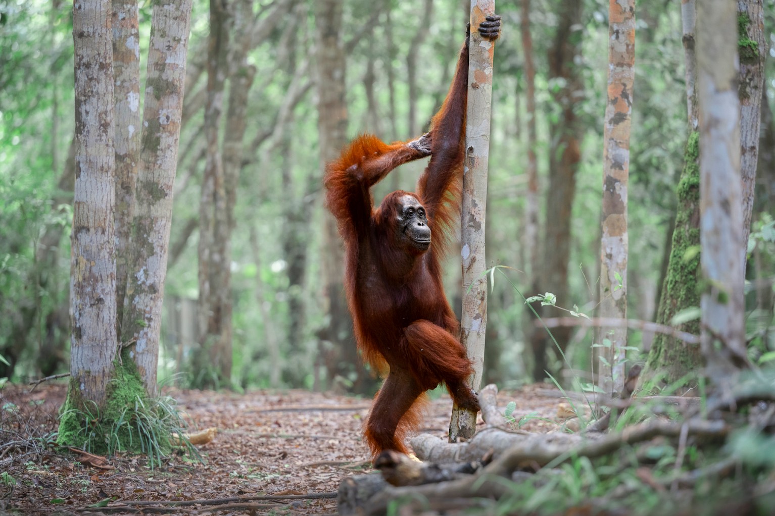 18 silly finalists from the Comedy Wildlife People's Choice Awards ...