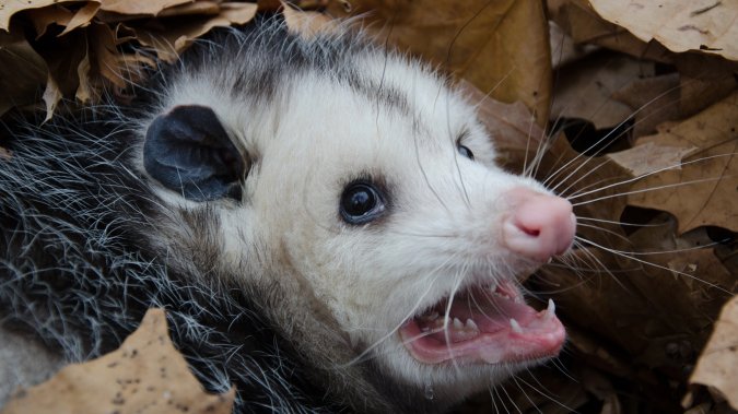 Scientists sacrifice delicious opossums to fight Florida's invasive ...
