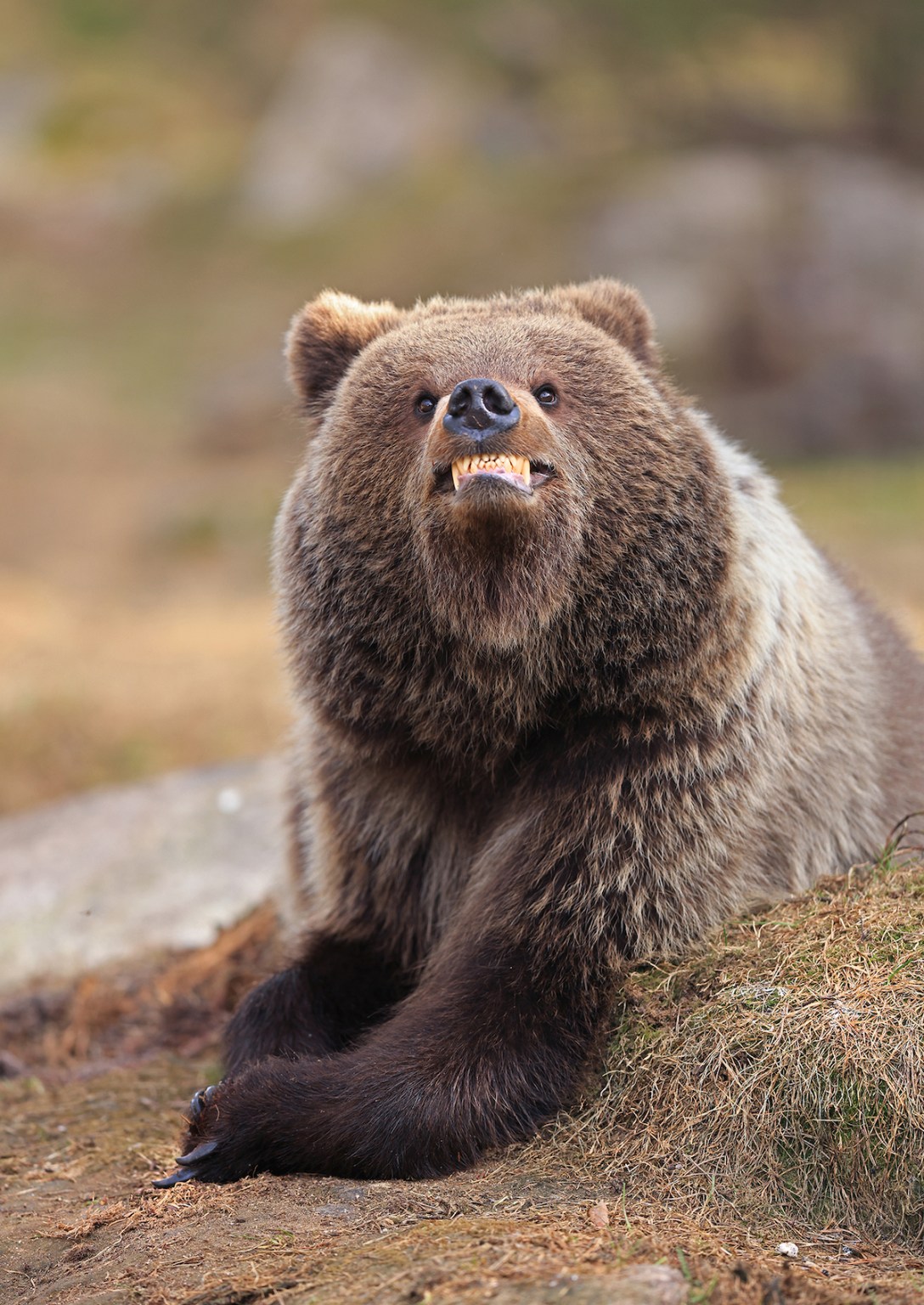 18 silly finalists from the Comedy Wildlife People's Choice Awards ...