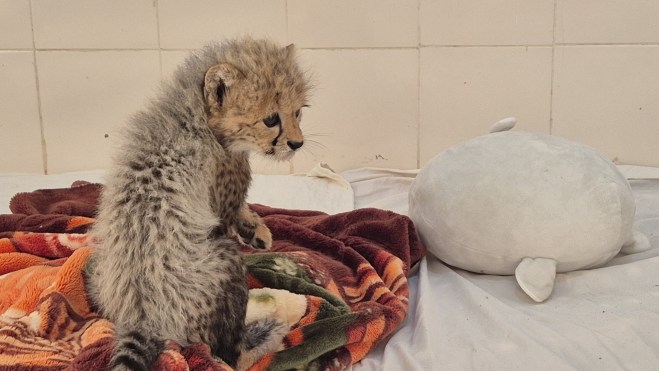 Two cheetah cubs narrowly escape the illegal pet trade | Popular Science