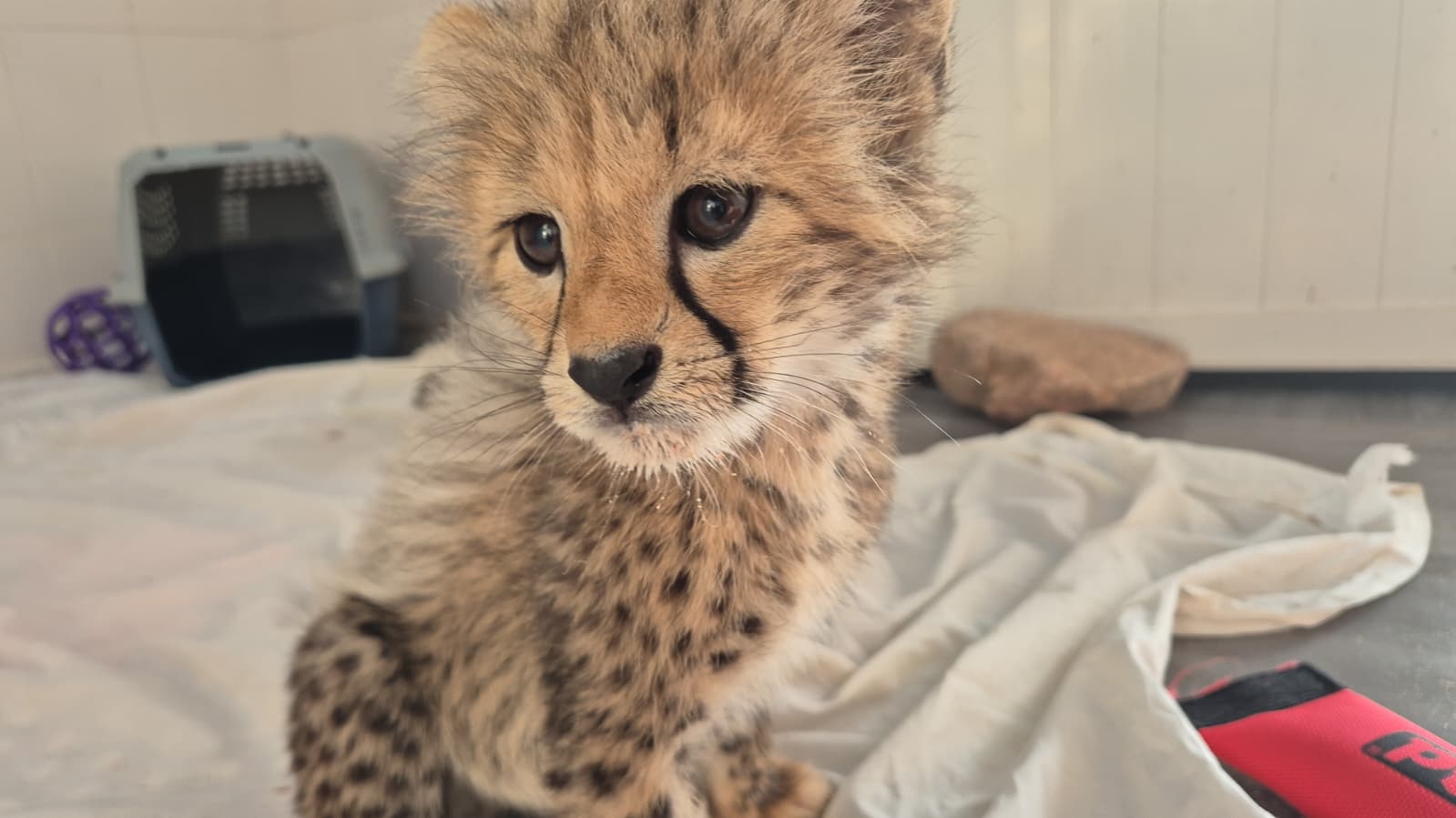 Two cheetah cubs narrowly escape the illegal pet trade | Popular Science