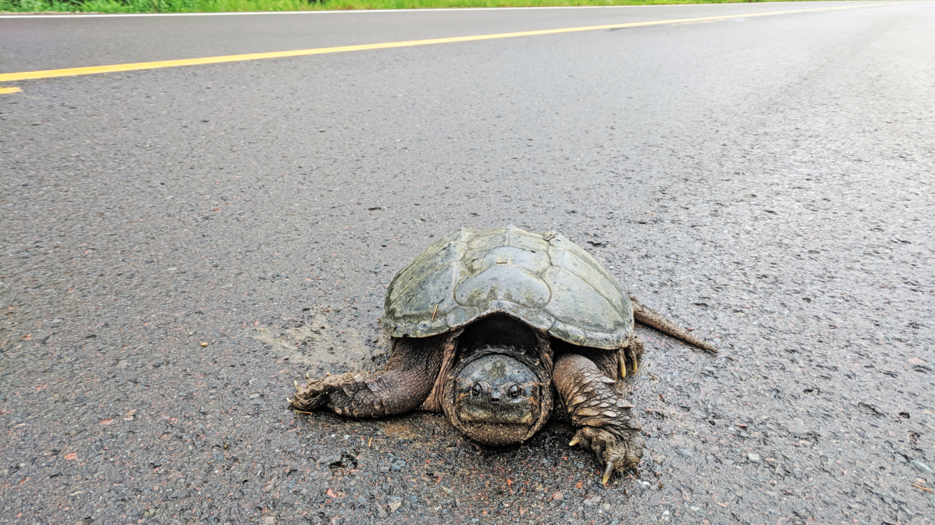 How to help a turtle cross the road | Popular Science