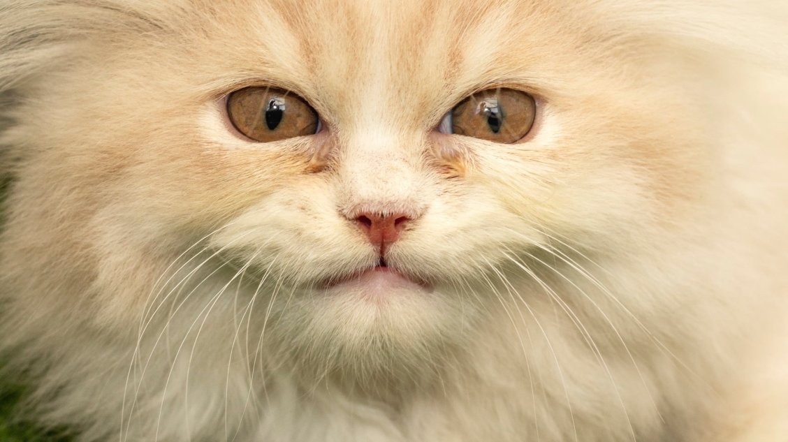 The best YouTube channels for your cat (and why cats like them ...