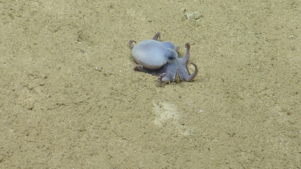 Golf ball-sized octopus discovered near the Galápagos Islands | Popular ...
