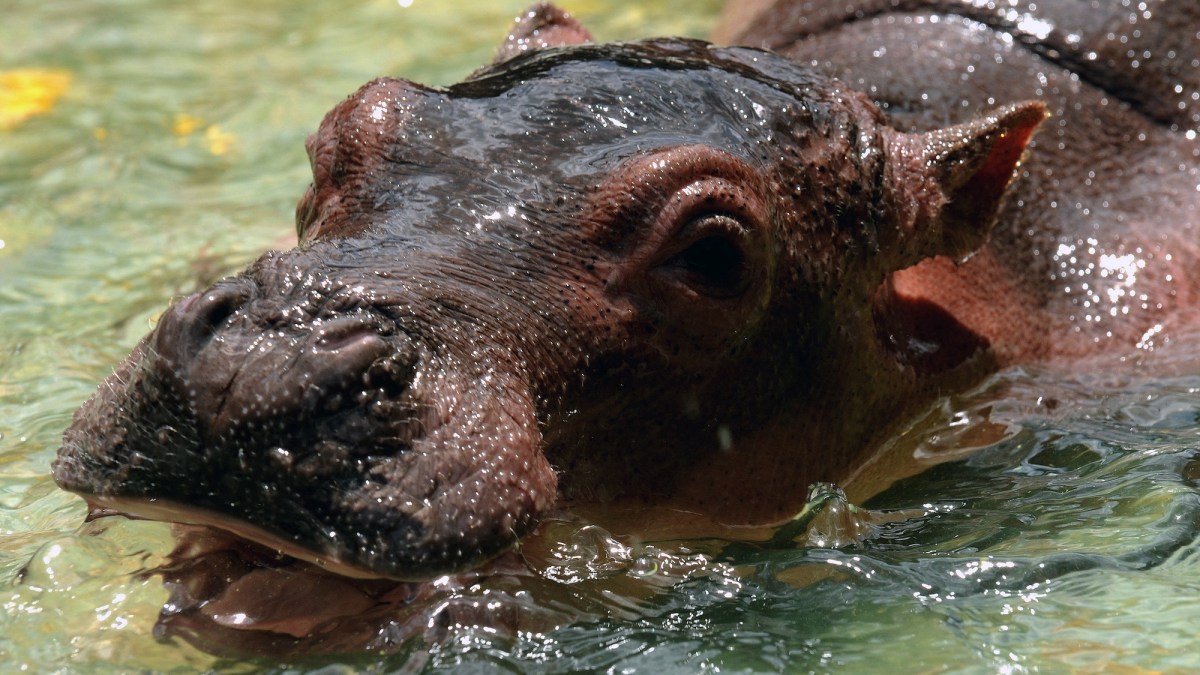 There’s more than one way to sterilize a cocaine hippo. Unfortunately ...