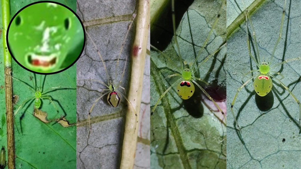 Newly discovered spider has smiley face on its back | Popular Science