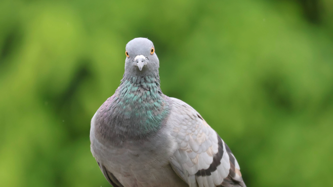 Pigeons use their livers to sense Earth’s magnetic field | Popular Science