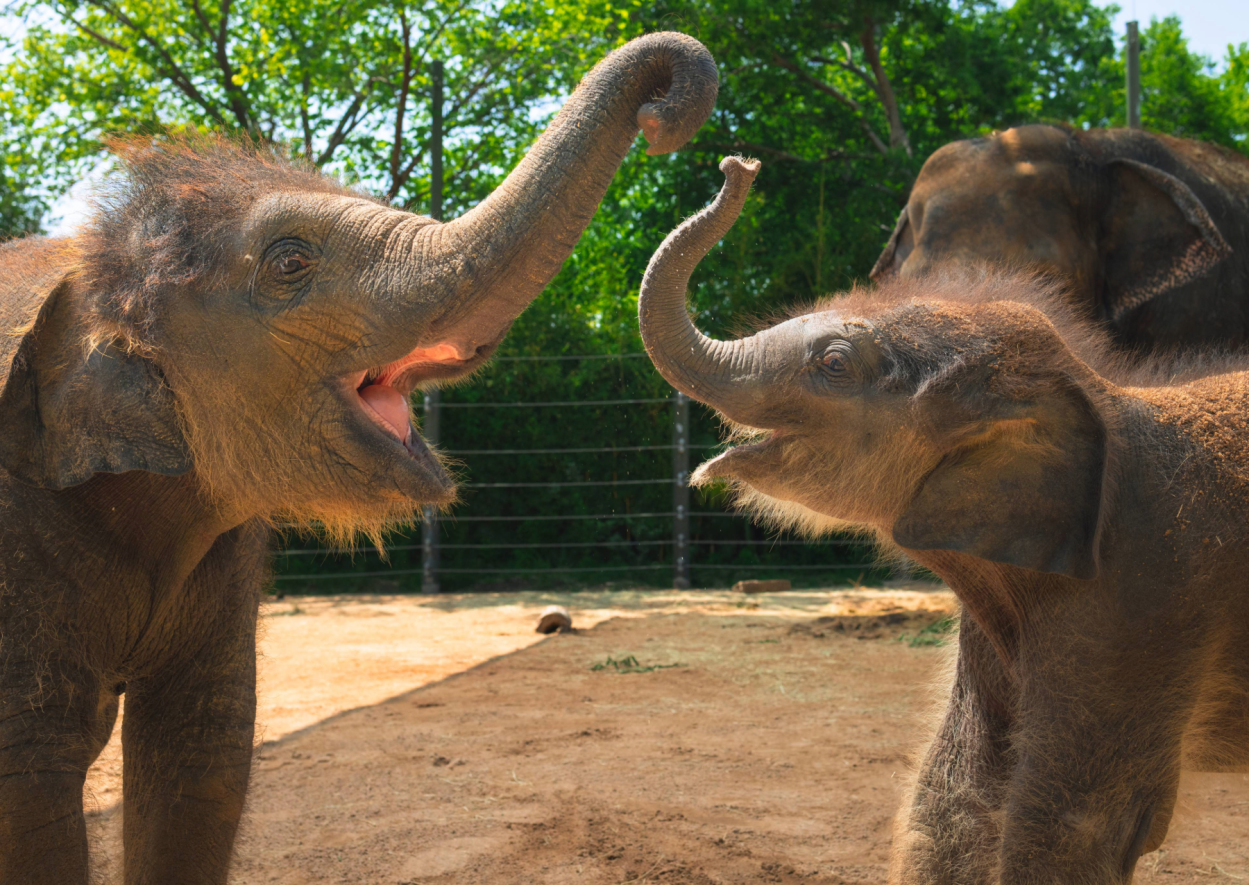 Meet Sam Houston, the new baby Asian elephant | Popular Science