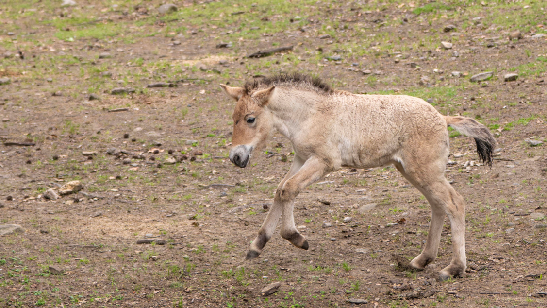 Rare Przewalski’s horse born in New York | Popular Science