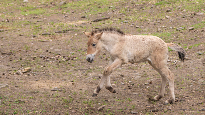 Rare Przewalski’s horse born in New York | Popular Science