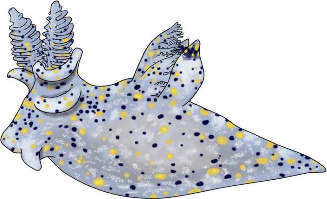 Seed-size sea slug looks like an everything bagel | Popular Science