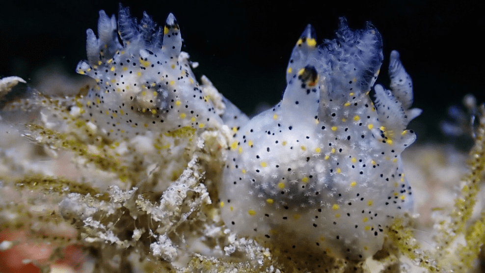 Seed-size sea slug looks like an everything bagel | Popular Science