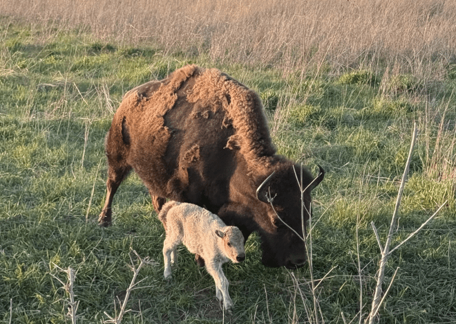 One-in-a-million white bison calf born in Iowa | Popular Science