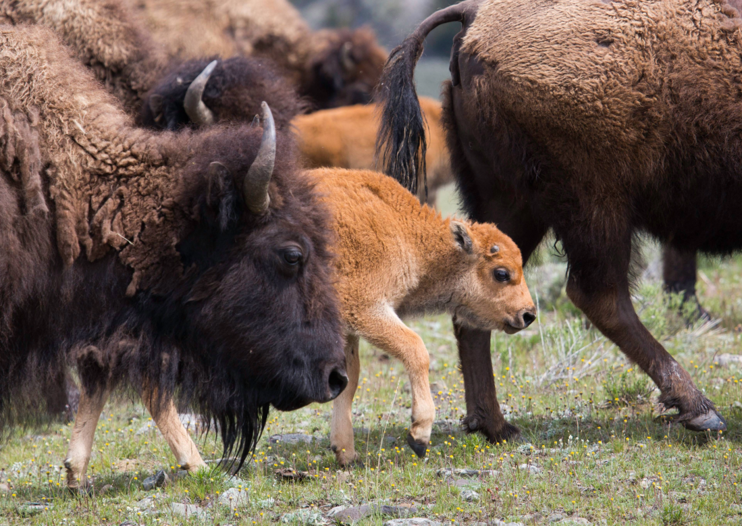 10 must-know tips for visiting Yellowstone National Park | Popular Science