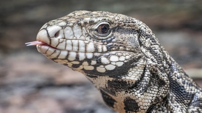 Georgia is battling invasive, 4-foot-long lizards | Popular Science