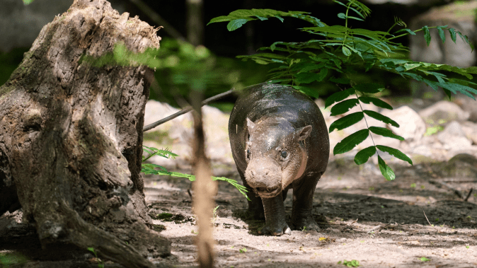 Hallo Brötchen! Berlin Zoo welcomes baby pygmy hippo | Popular Science