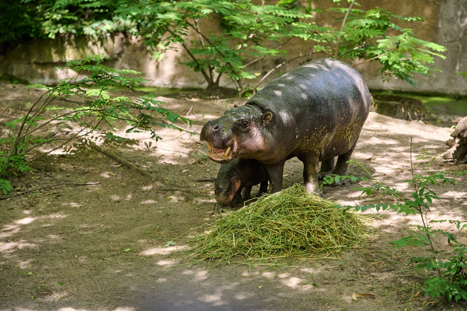 Hallo Brötchen! Berlin Zoo welcomes baby pygmy hippo | Popular Science