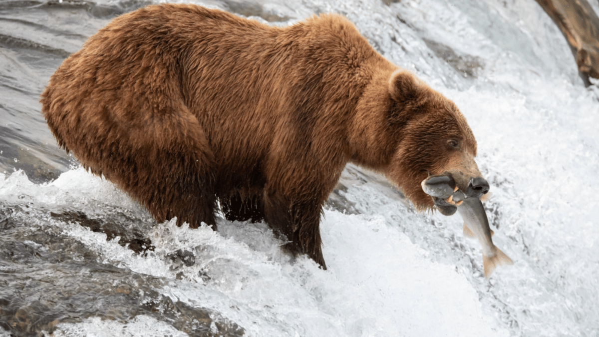 Fat Bear season officially kicks off today with live cam | Popular Science