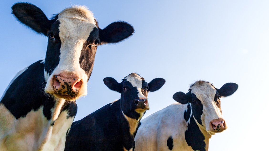 Cow tipping isn't real and other myths about farm life | Popular Science