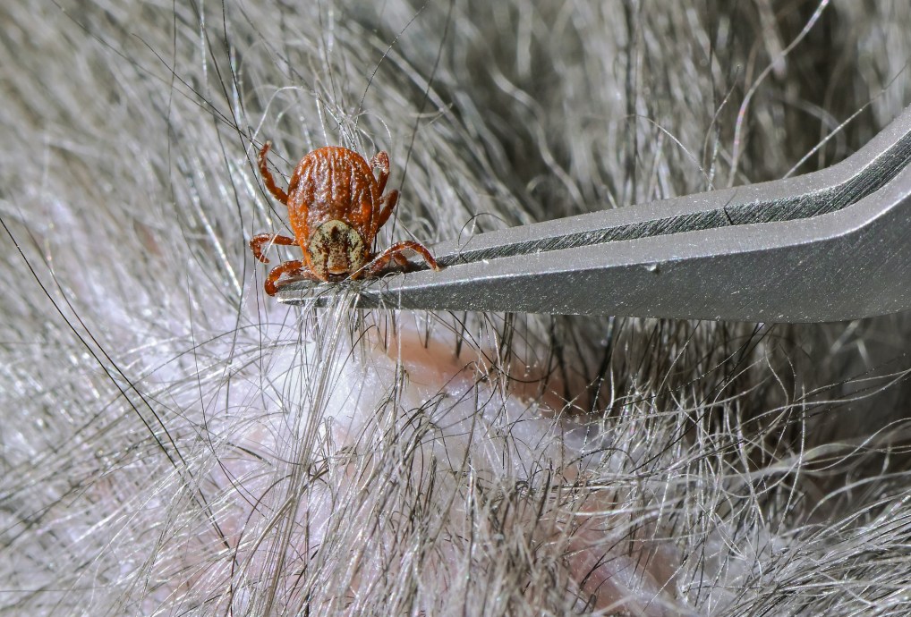 How to keep ticks off your dog (and out of your home) | Popular Science