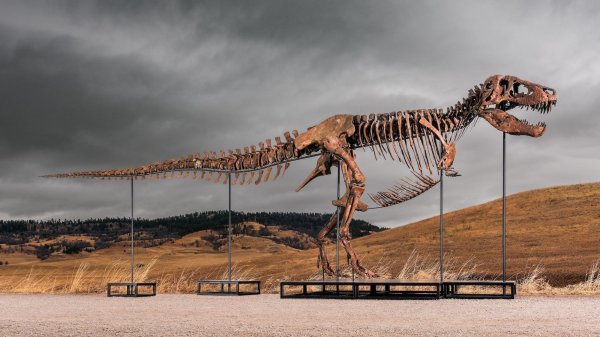 This T. rex could be yours for $30 million | Popular Science