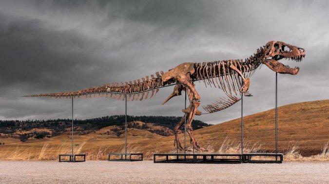 This T. rex could be yours for $30 million | Popular Science