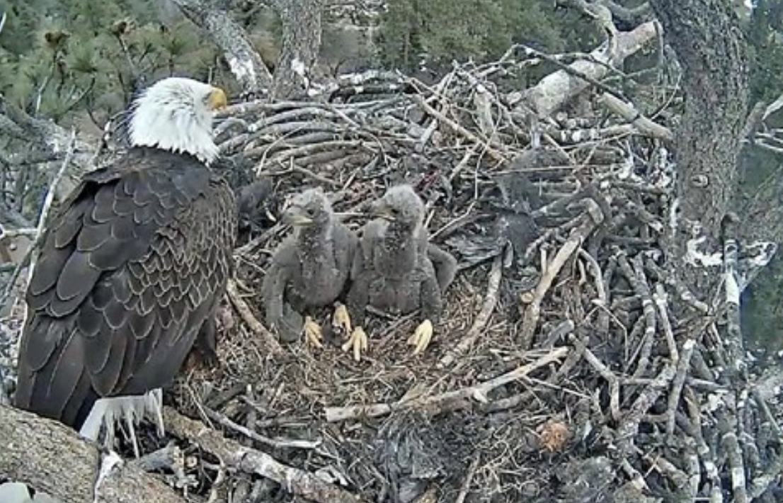 10 things you might not know about bald eagles Jackie and Shadow ...