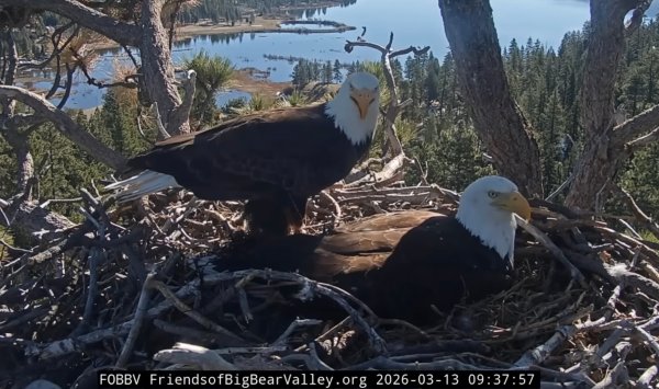10 things you might not know about bald eagles Jackie and Shadow ...