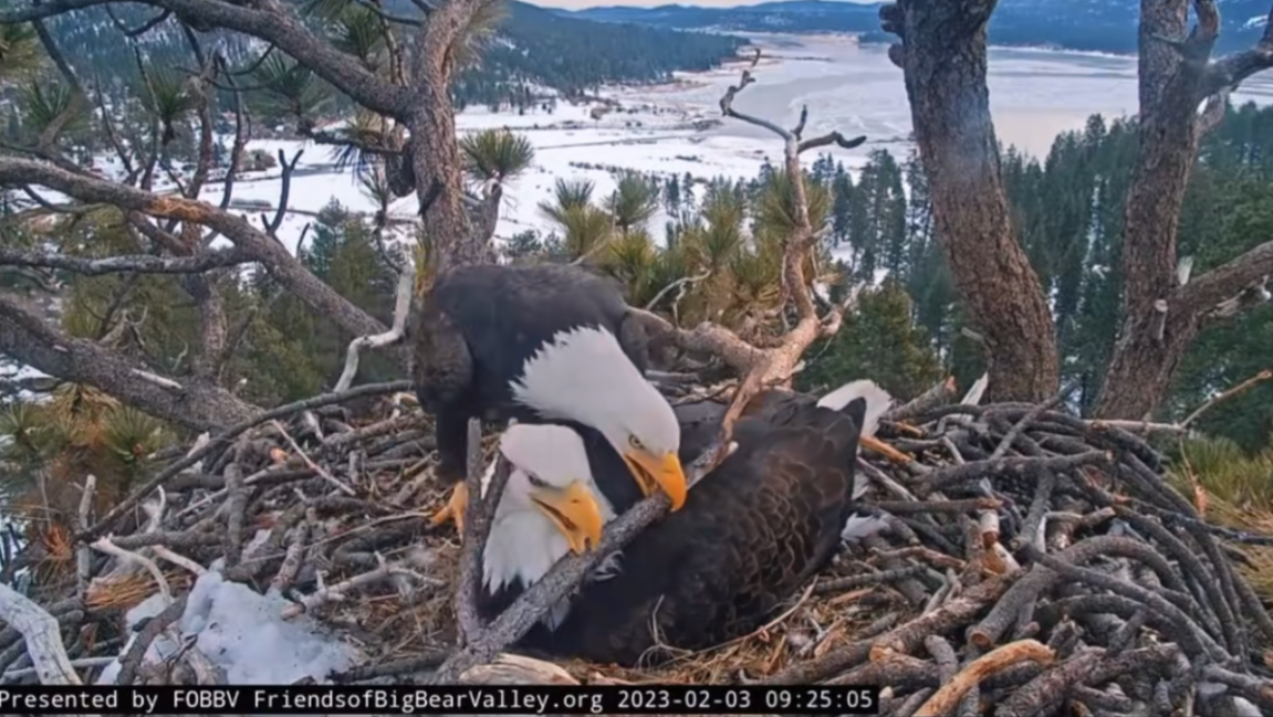 10 things you might not know about bald eagles Jackie and Shadow ...
