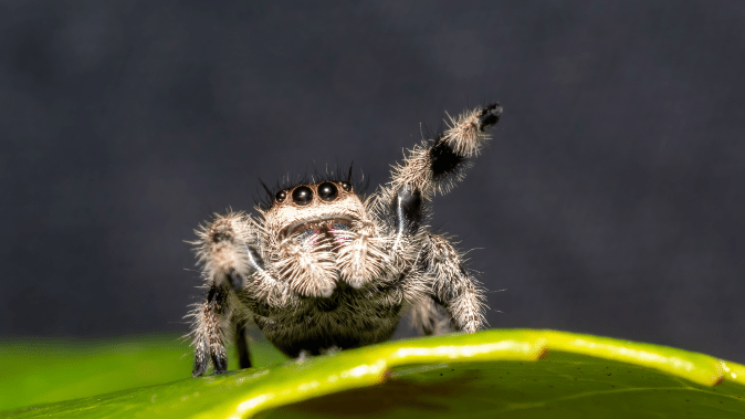 Jumping spiders inspire wildly efficient 3D camera | Popular Science