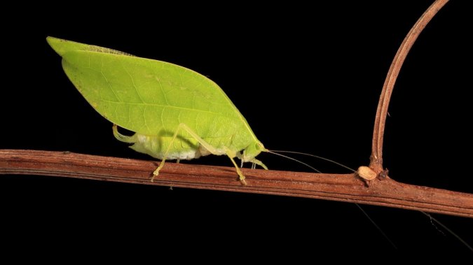 Big wings and sweet songs: The mating lives of Panama's katydids ...