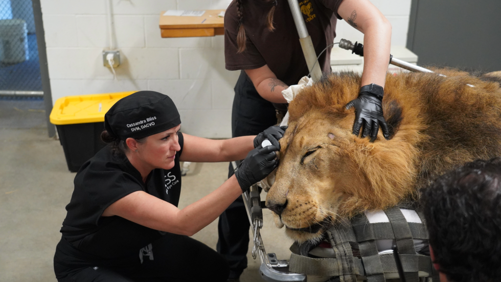 Lion undergoes double cataract surgery | Popular Science