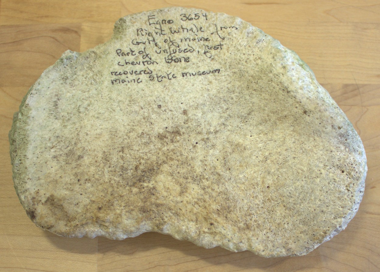 America’s Time Capsule includes fabric from the Wright Brother’s plane ...