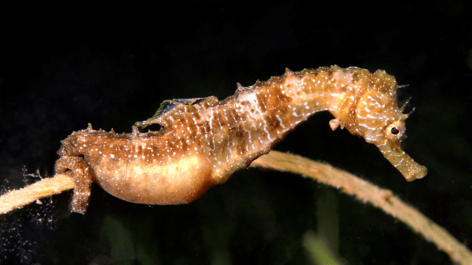 Florida students watch male seahorse give birth in the wild | Popular ...