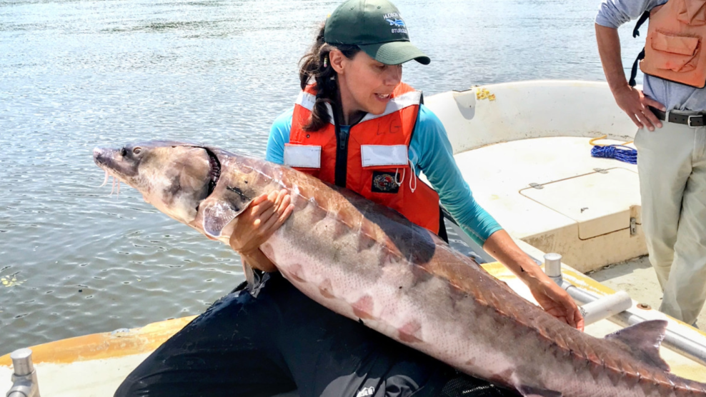 Sturgeon sex creates thundering noise in New York | Popular Science