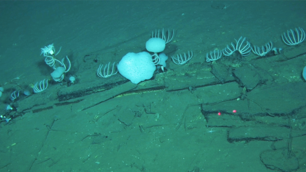 745-mile whale graveyard found at the bottom of Indian Ocean | Popular ...