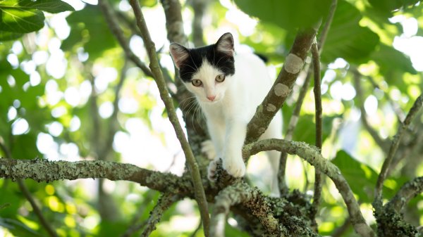 What to do if your cat gets stuck in a tree | Popular Science