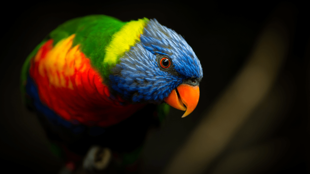 Colorful songbirds face higher risk of extinction | Popular Science