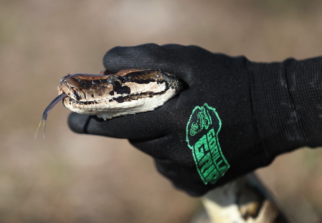 Snake hunters gather in Florida to kill invasive pythons for $25,000 in ...